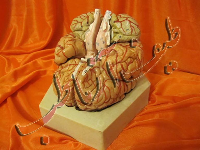 مغز انسان | قلب انسان | نيم تنه انسان | اسكلت انسان | مولاژ | انواع ...