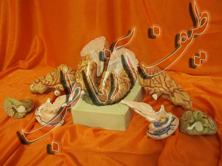 مغز انسان | قلب انسان | نيم تنه انسان | اسكلت انسان | مولاژ | انواع ...